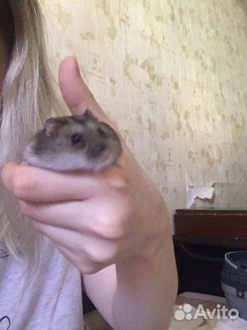 Джунгарские хомячки