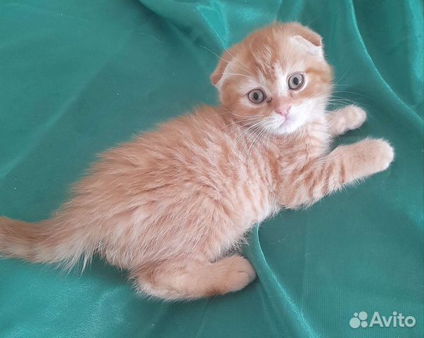 Шотландские котята