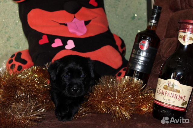 Черный бриллиант