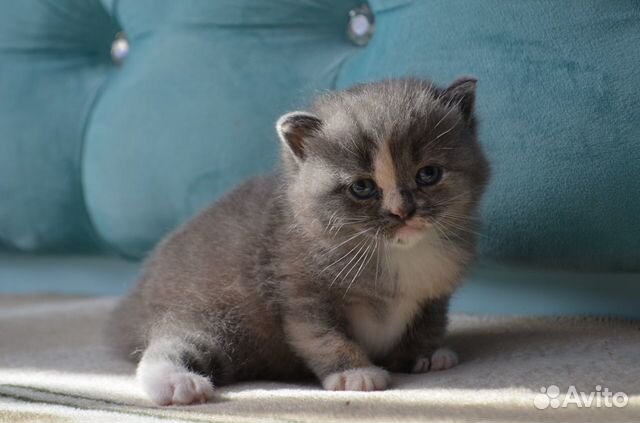 Шотландские котята