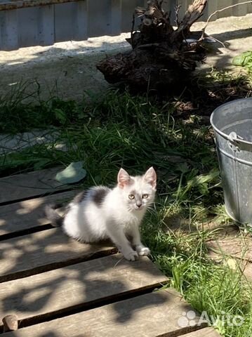 Котенок
