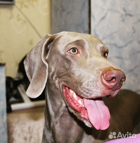 Великолепные щенки веймаранера