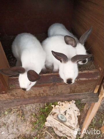 Калифорнийские кролики