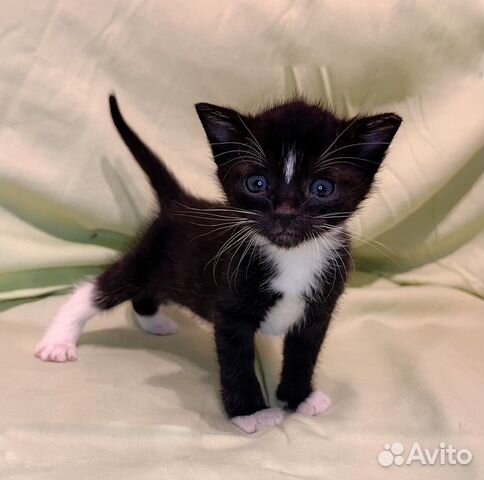 Черный котенок мальчик 1 месяц