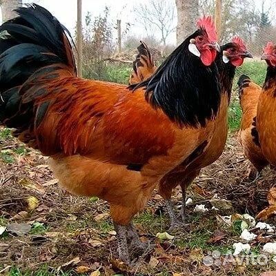 Инкубационное яйцо кур Форверк