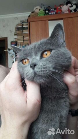 Британский кот Сэм