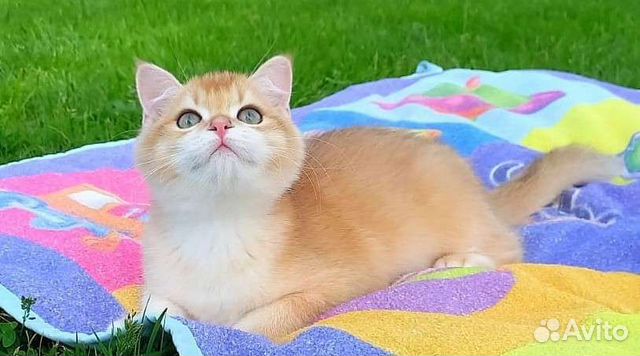 Кот британец "Золотая шиншилла"