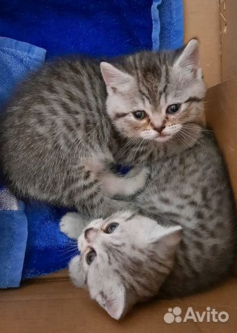 Котенок-девочка шотландской породы