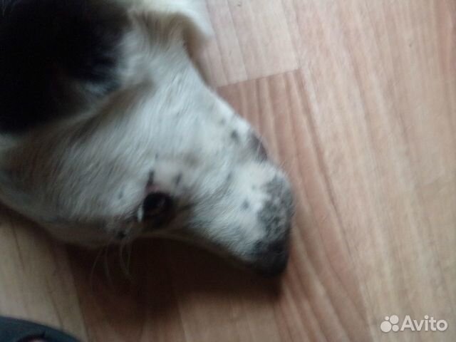 Отдам в добрые руки собачку дворняга на охрану