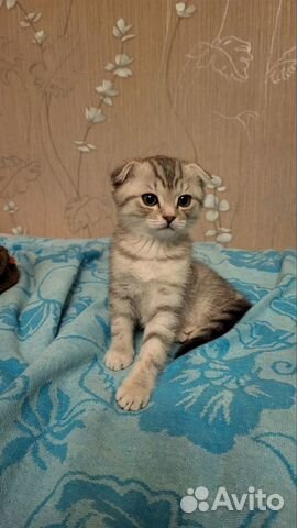 Британский вислоухий котёнок