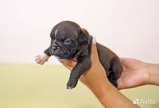 Американский Булли Экзотик черные девочка мальчик