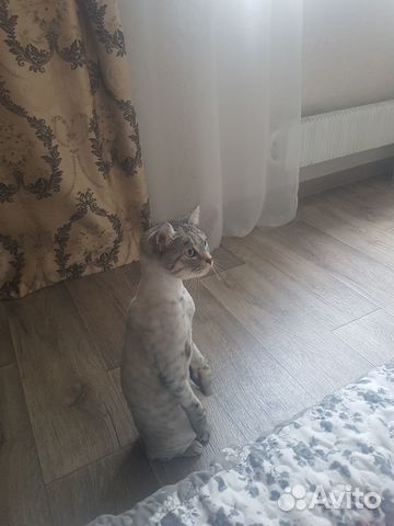 Котик в добрые руки