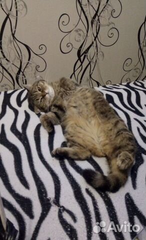Кошка