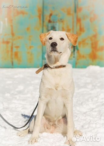 Отдам в добрые руки