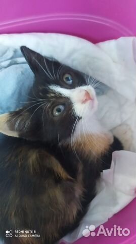 Трехцветная кошка