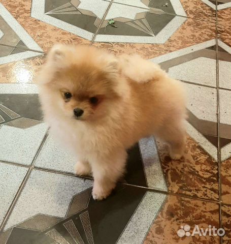 Померанский шпиц