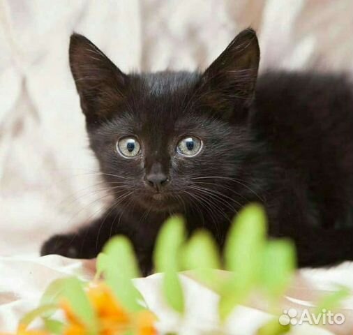 Котомальчик в добрые руки