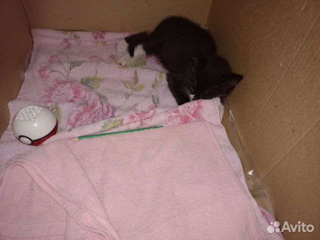 Кот Гром ищет дом