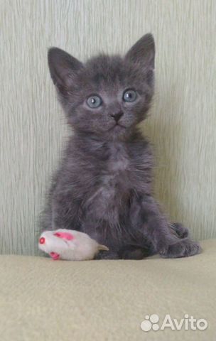 Фрося в поисках семьи