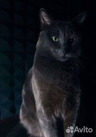 Кот русский голубой