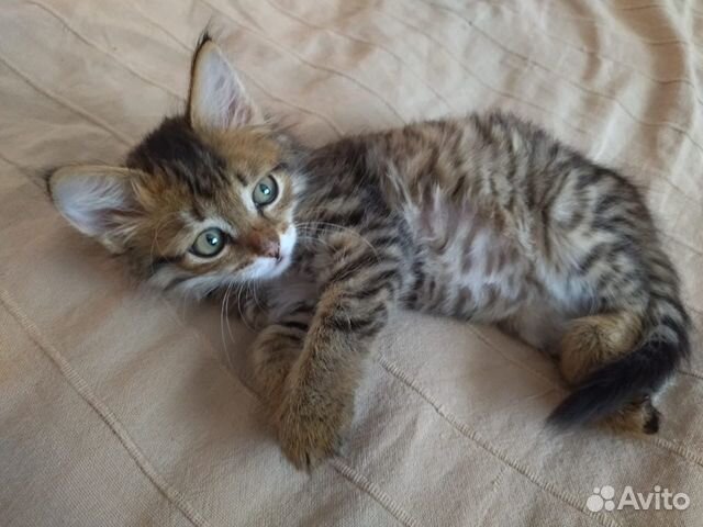 Котенок в добрые руки