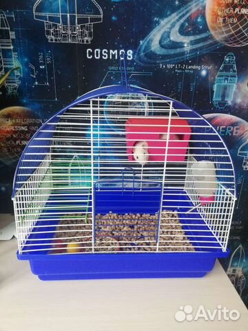 Крыса Дамбо девочка