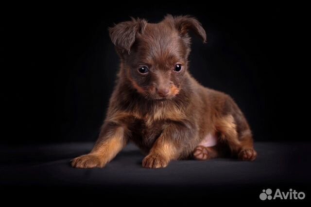 Той-терьер щенки