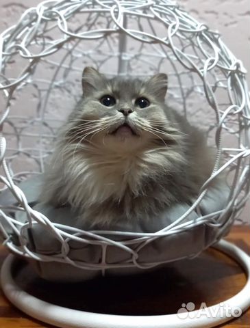 Кошечка Адель в добрые руки