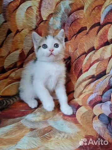 Милый котенок
