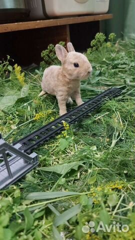 Декоративные кролики в добрые руки
