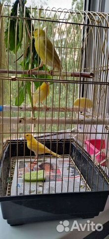 Канарейки, самец и самки