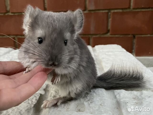 Шиншилла Фиолет нкпа