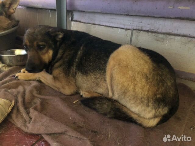 Малышка, заберите собаку из приюта домой