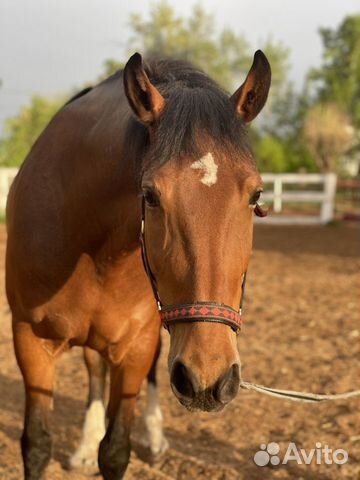 Продам лошадь