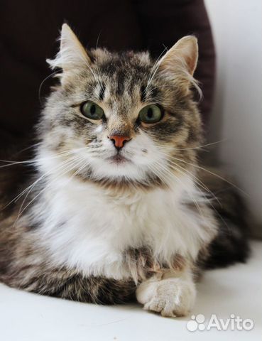 Кошечка Забава ищет дом