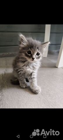 Котята в добрые руки москва