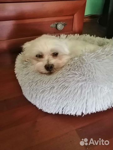 Мальтийская болонка