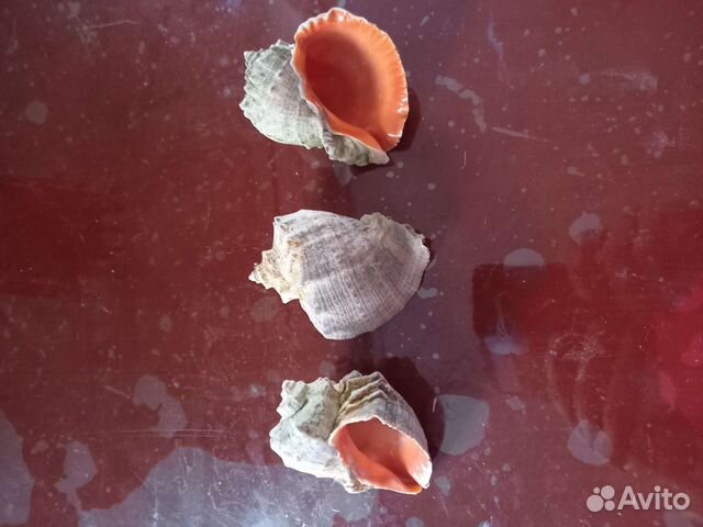 Ракушка рапана