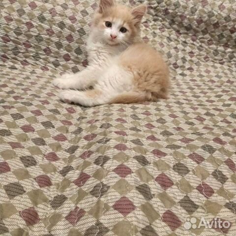 Мальчик рыжее солношко