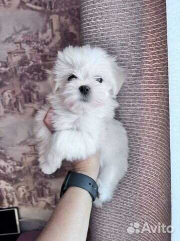 Мальтезики