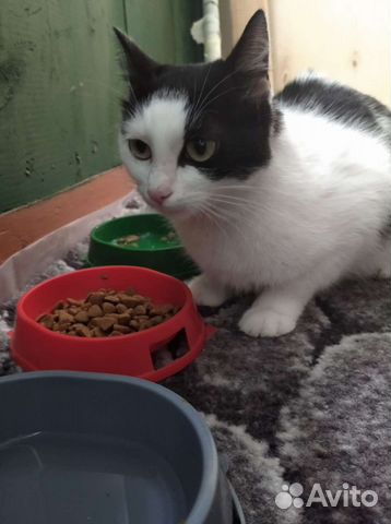 Кошка Снежа