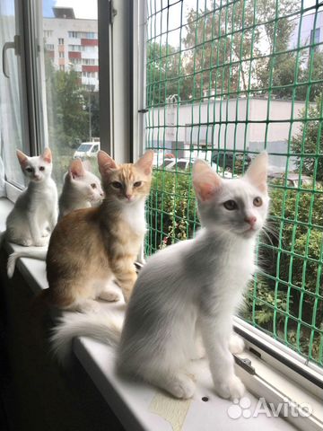 Котята в добрые руки
