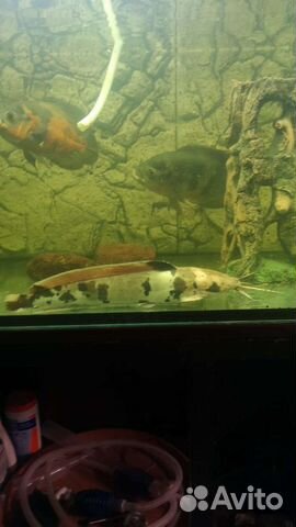 Клариевый сом