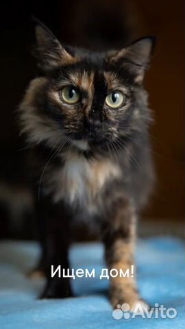 Трехцветная кошка с укороченным хвостиком