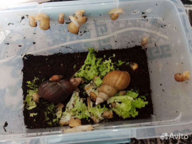 Улитка ахатина