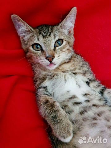 Котик Константин милый ребенок