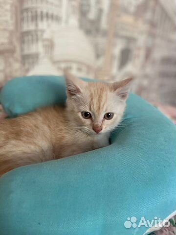 Котята