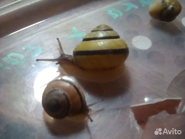 Улитки виноградные