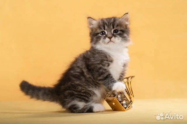 Сибирский котик