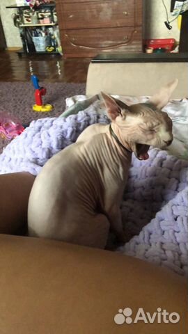 Канадский сфинкс